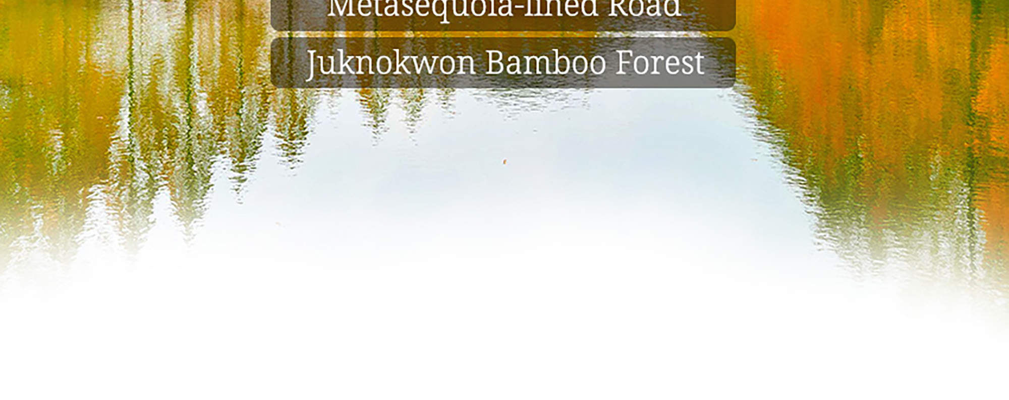 [Autumn Special] Damyang Bamboo Forest & Metasequoia Road from Busan ...